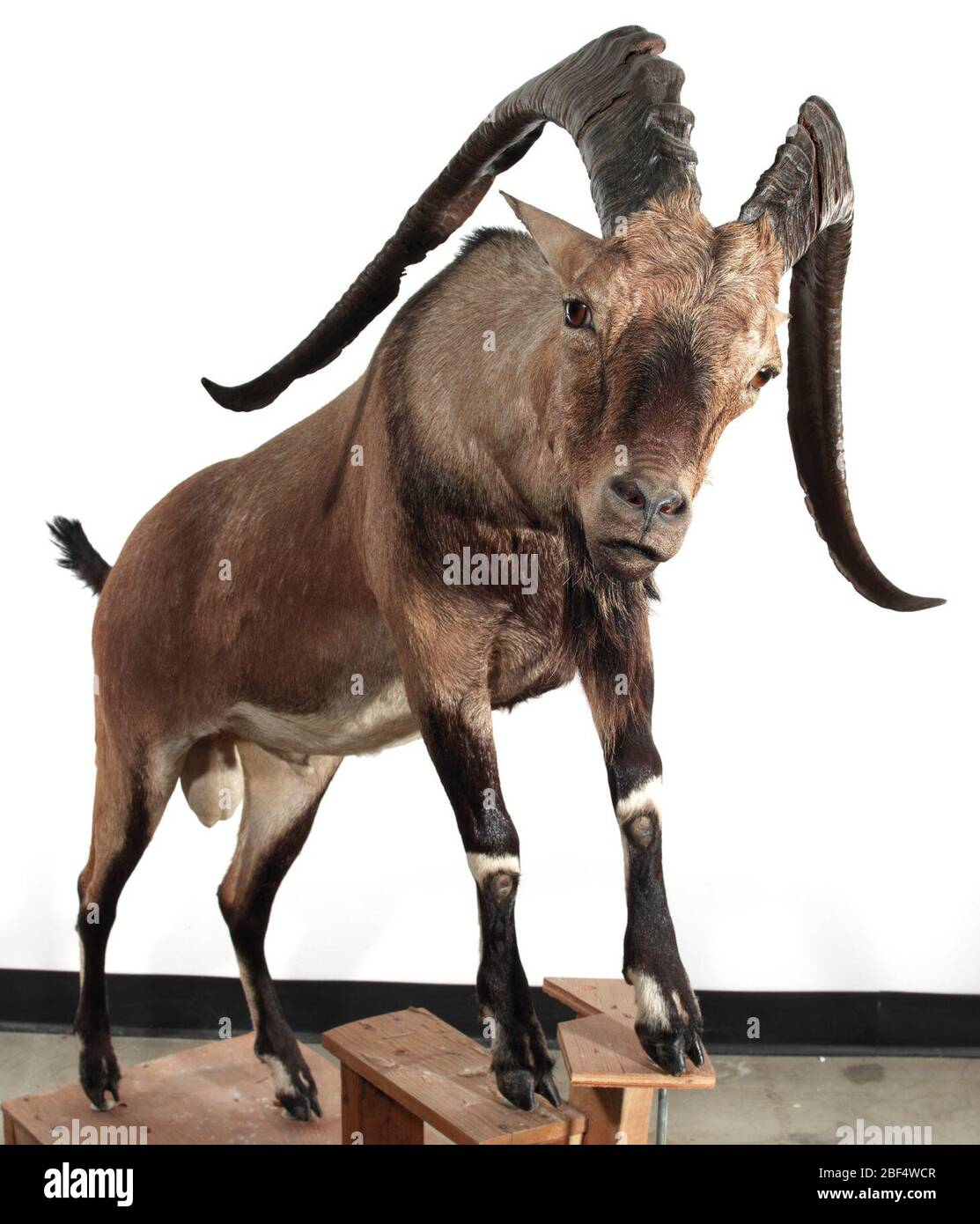 Genus capra hi-res stock photography and images - Alamy