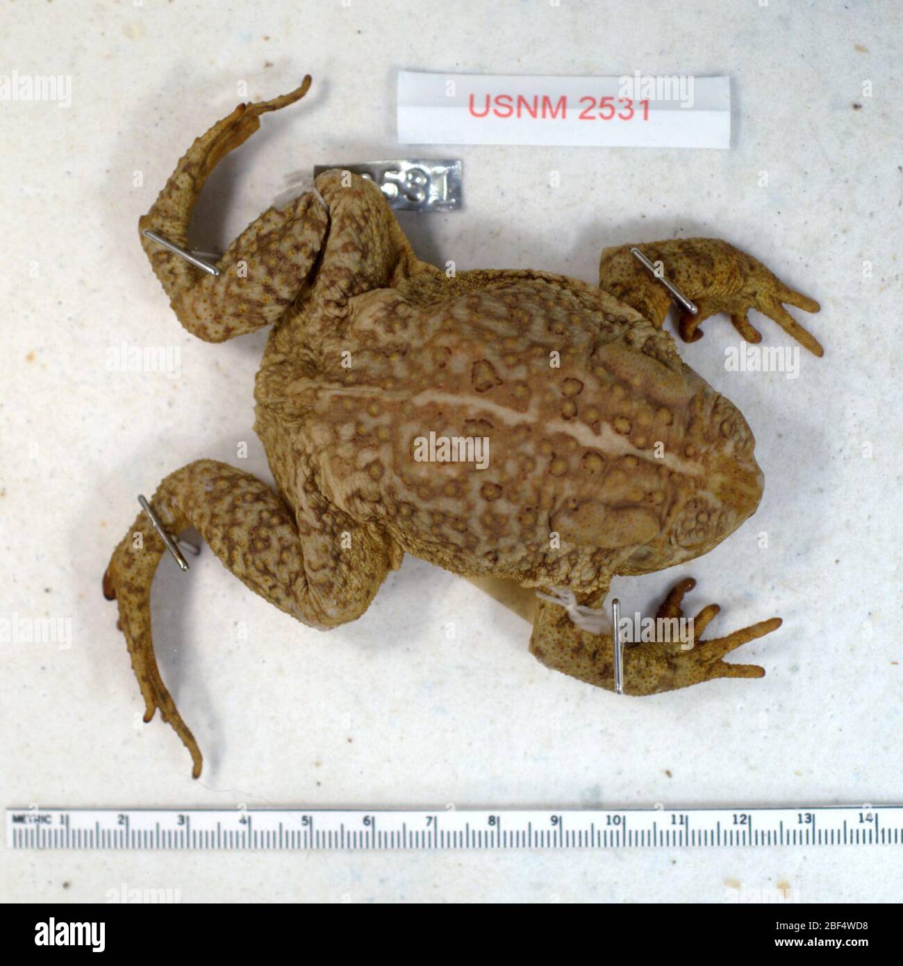 Anaxyrus woodhousii. 6 Aug 20141 Stock Photo - Alamy