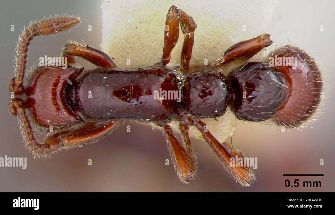 Majusculus hi-res stock photography and images - Alamy