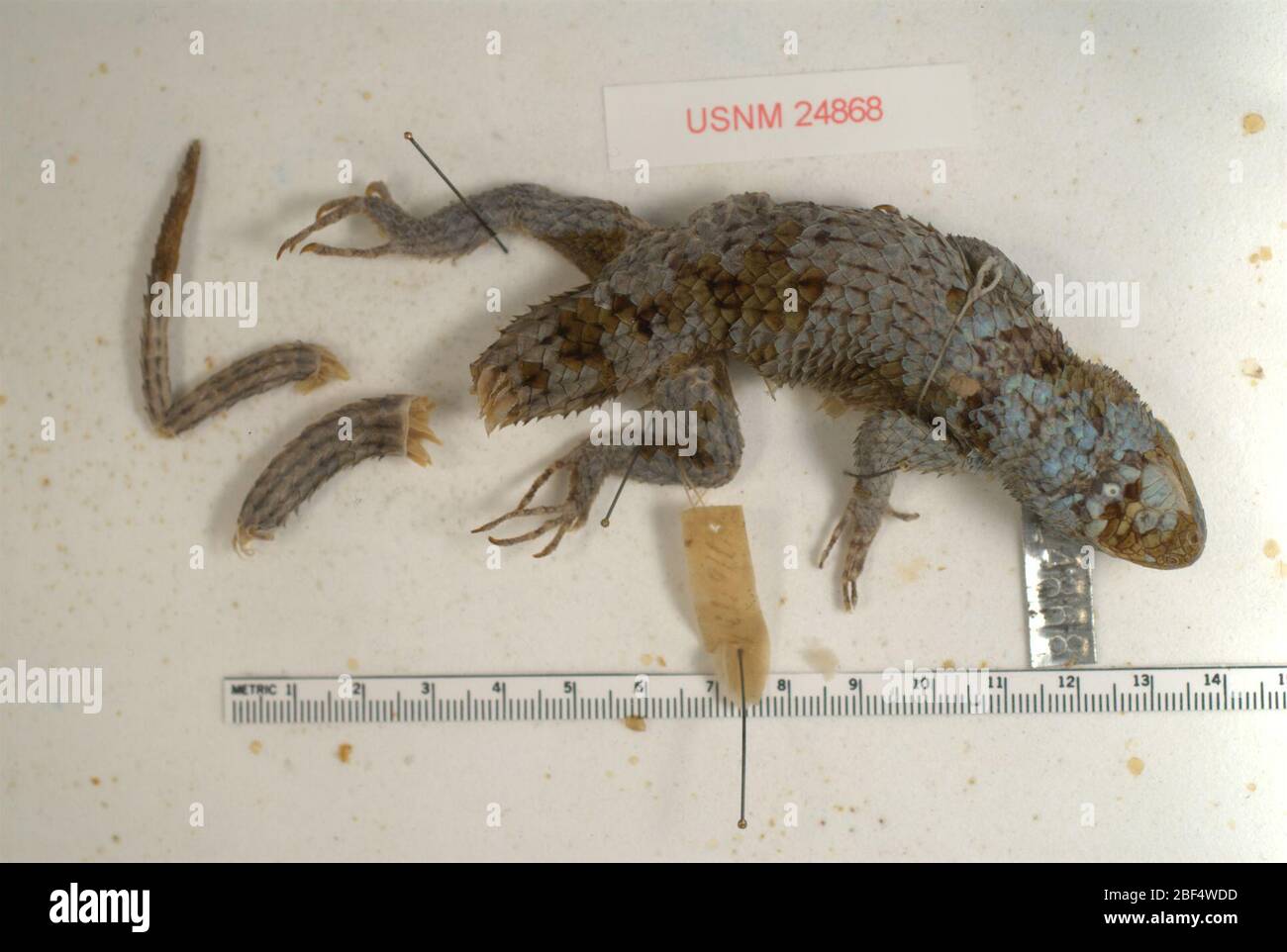 Sceloporus serrifer hi-res stock photography and images - Alamy