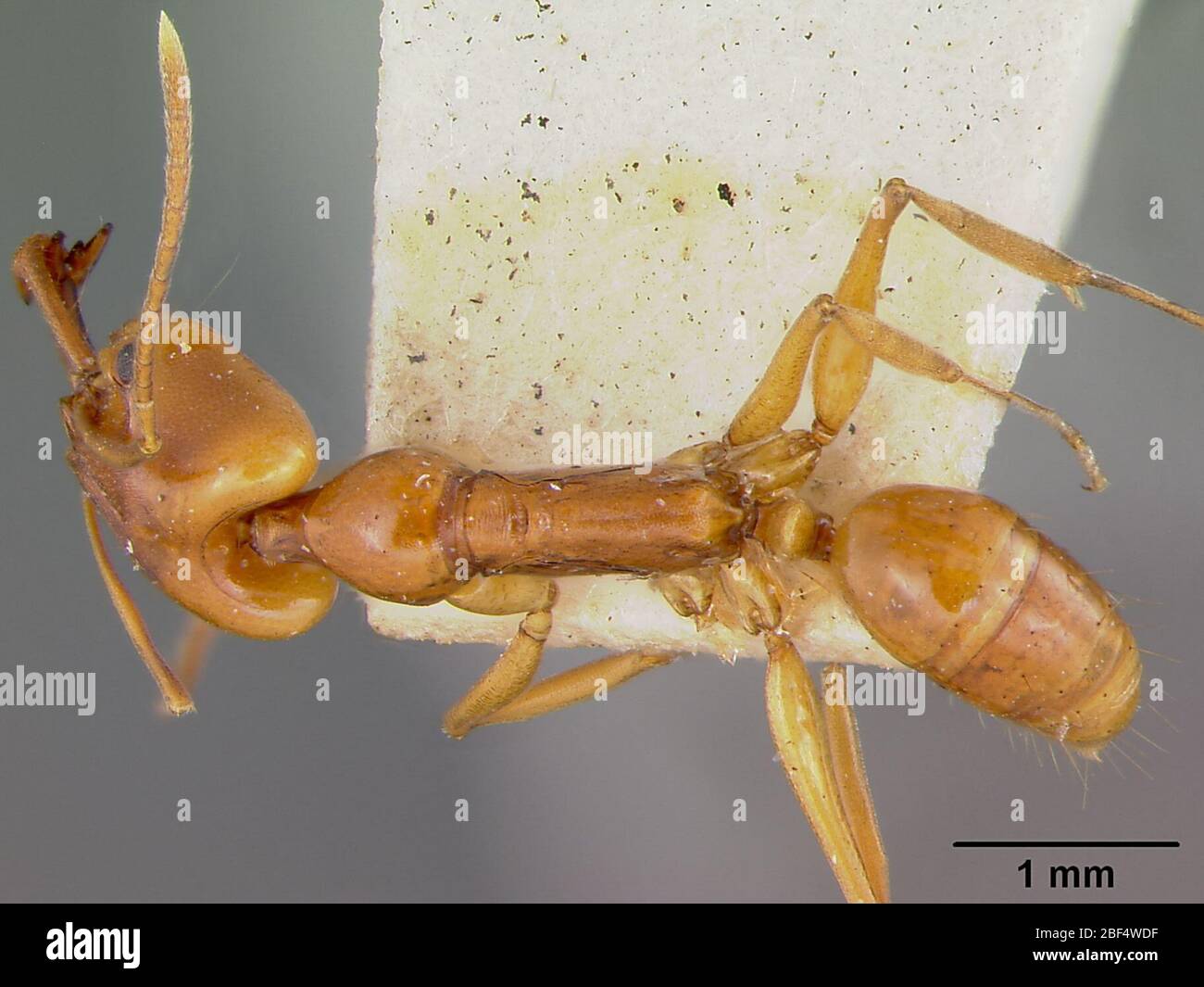 Anochetus africanus var madagascarensis. 28 Dec 20162 Stock Photo - Alamy