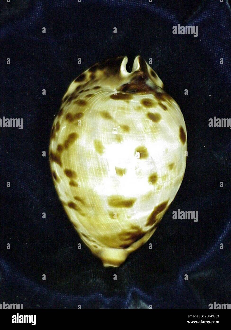 Zoila hi-res stock photography and images - Alamy