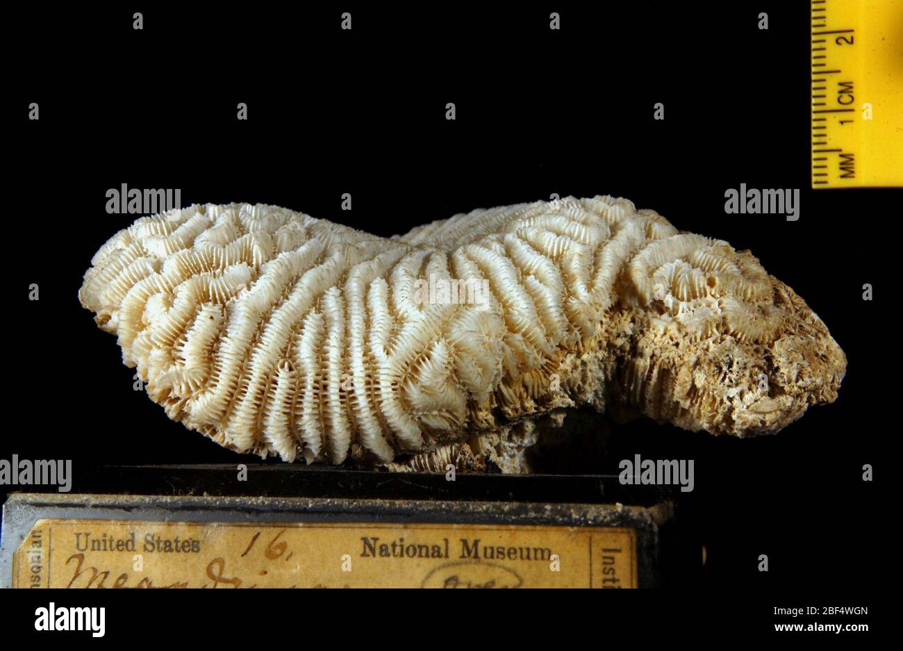 Meandrina hi-res stock photography and images - Alamy