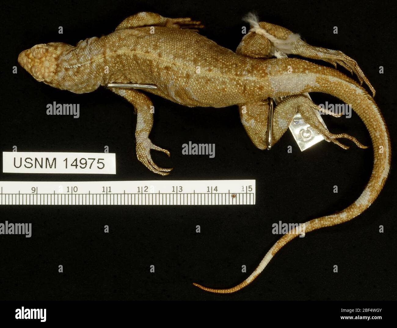 Microlophus pacificus. 2 Oct 20181 Stock Photo - Alamy