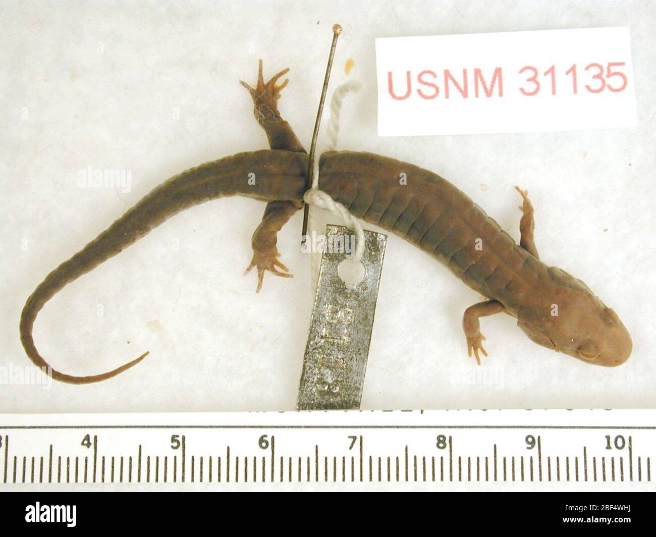 Desmognathus carolinensis. 2 Oct 20181 Stock Photo - Alamy