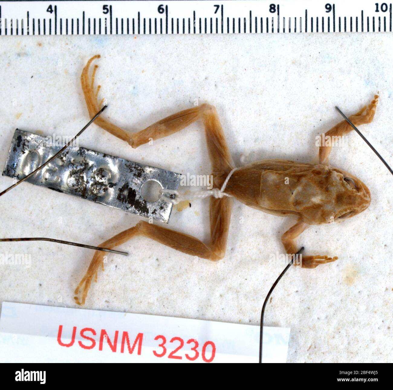 Cadaverina hi-res stock photography and images - Alamy