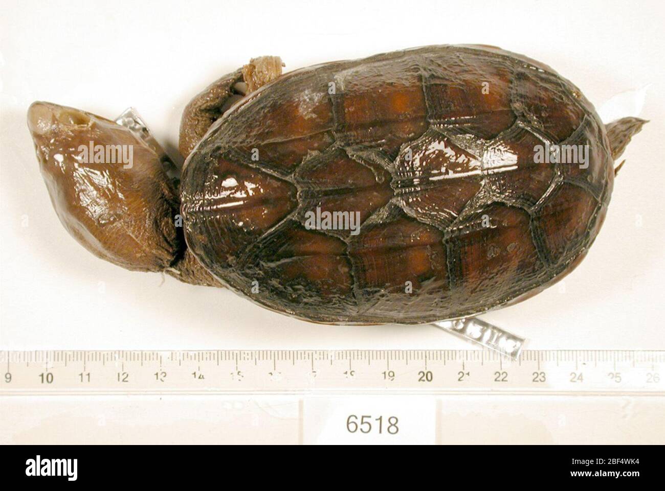 Claudius angustatus hi-res stock photography and images - Alamy