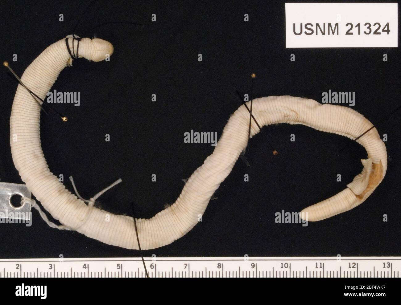 Bipes biporus hi-res stock photography and images - Alamy