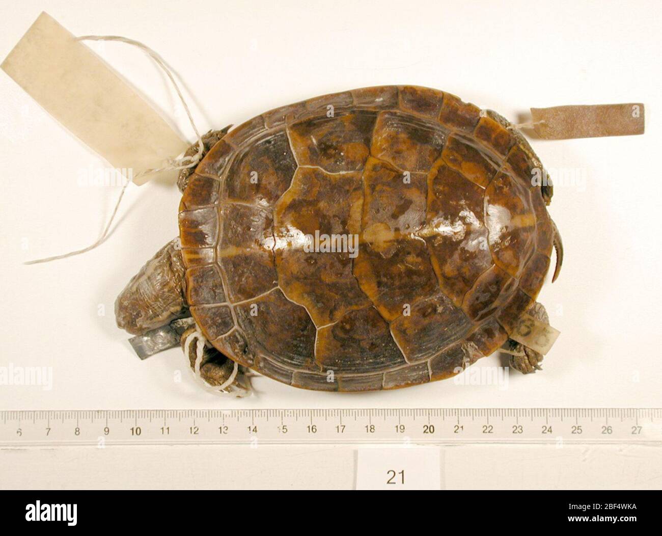 Chrysemys dorsalis hi-res stock photography and images - Alamy
