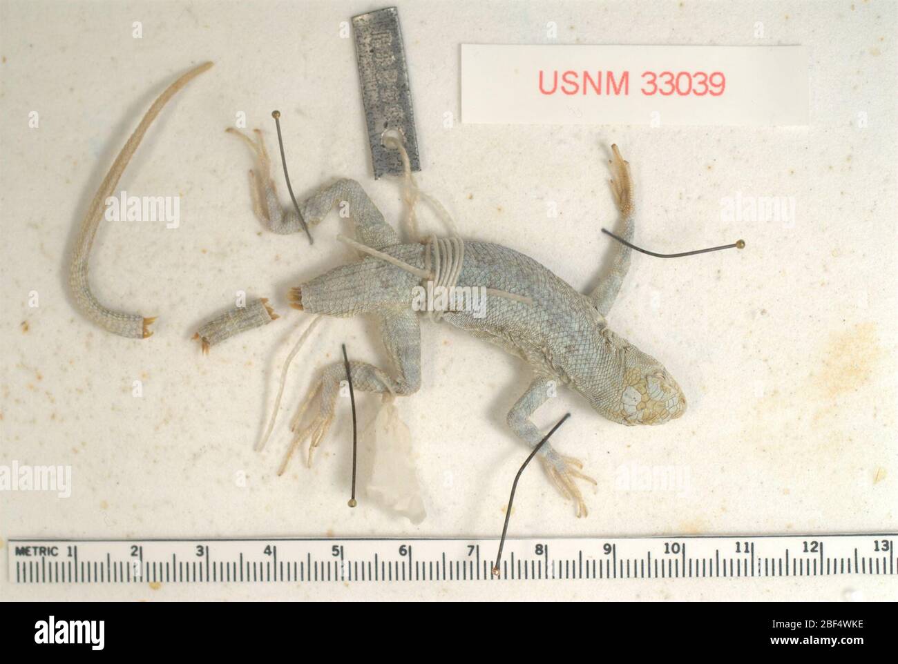 Merriami High Resolution Stock Photography and Images - Alamy