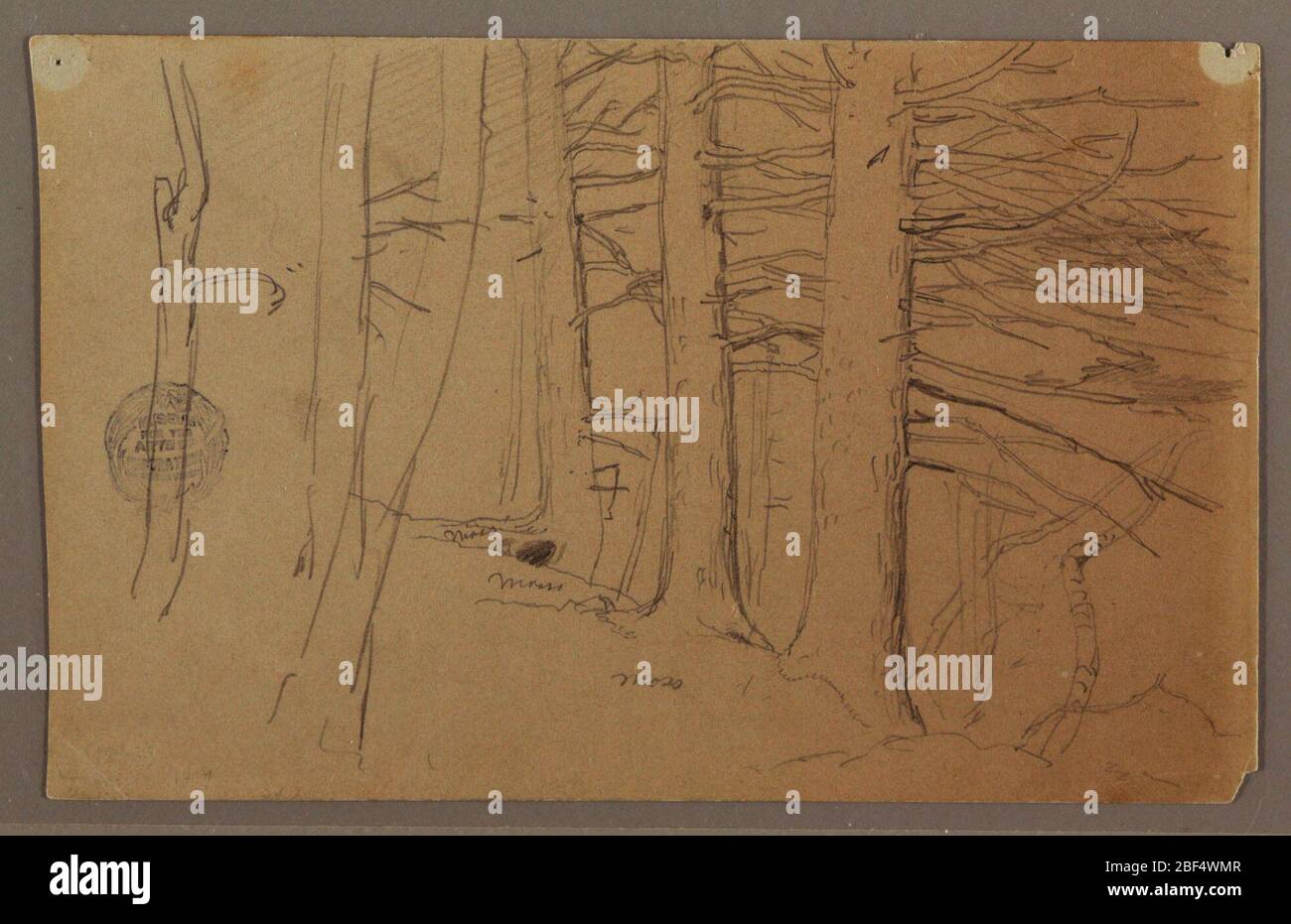 Lower Parts of a Group of Trees Growing on a Slope. Horizontal view of ...