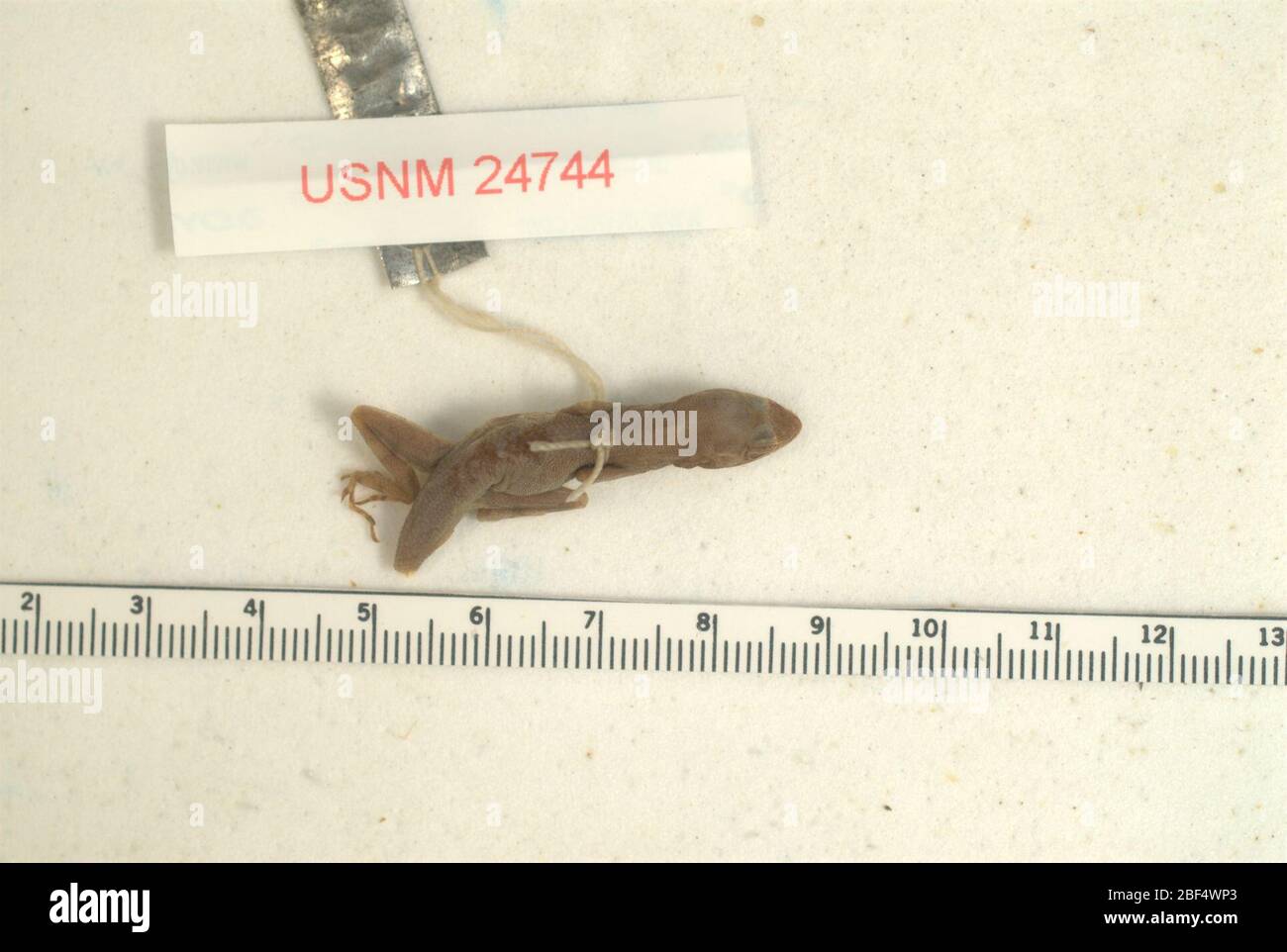 Uniformis hi-res stock photography and images - Alamy