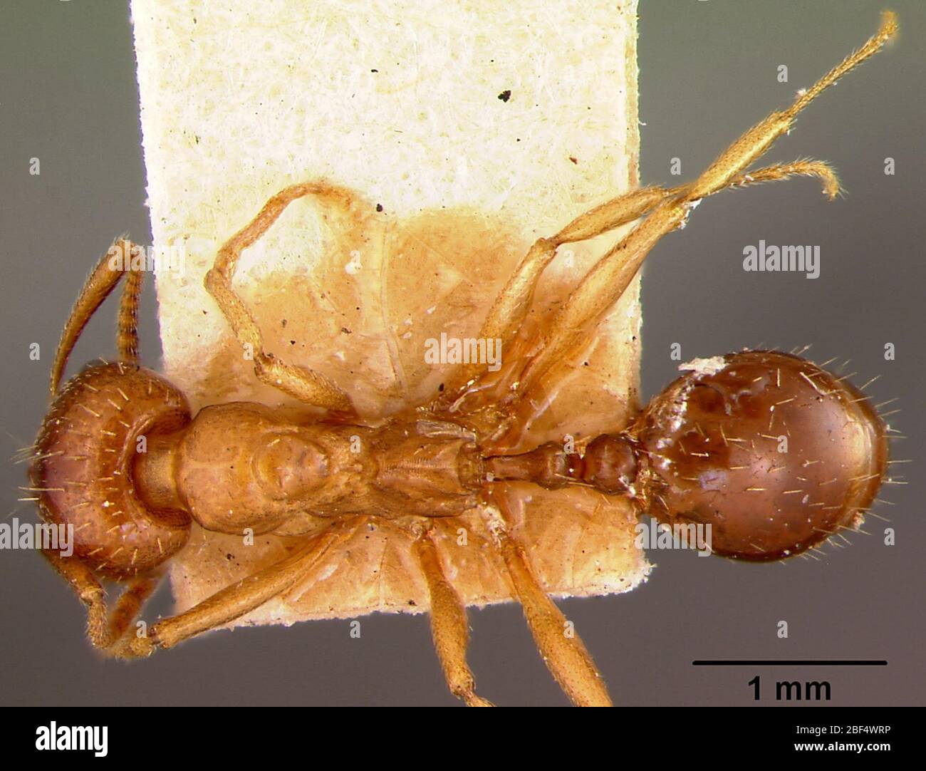 Aphaenogaster subterranea hi-res stock photography and images - Alamy
