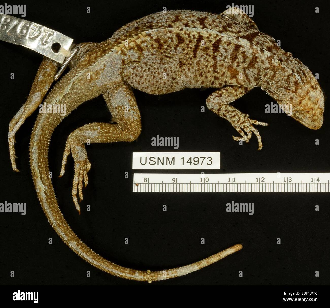 Microlophus pacificus. 2 Oct 20181 Stock Photo - Alamy