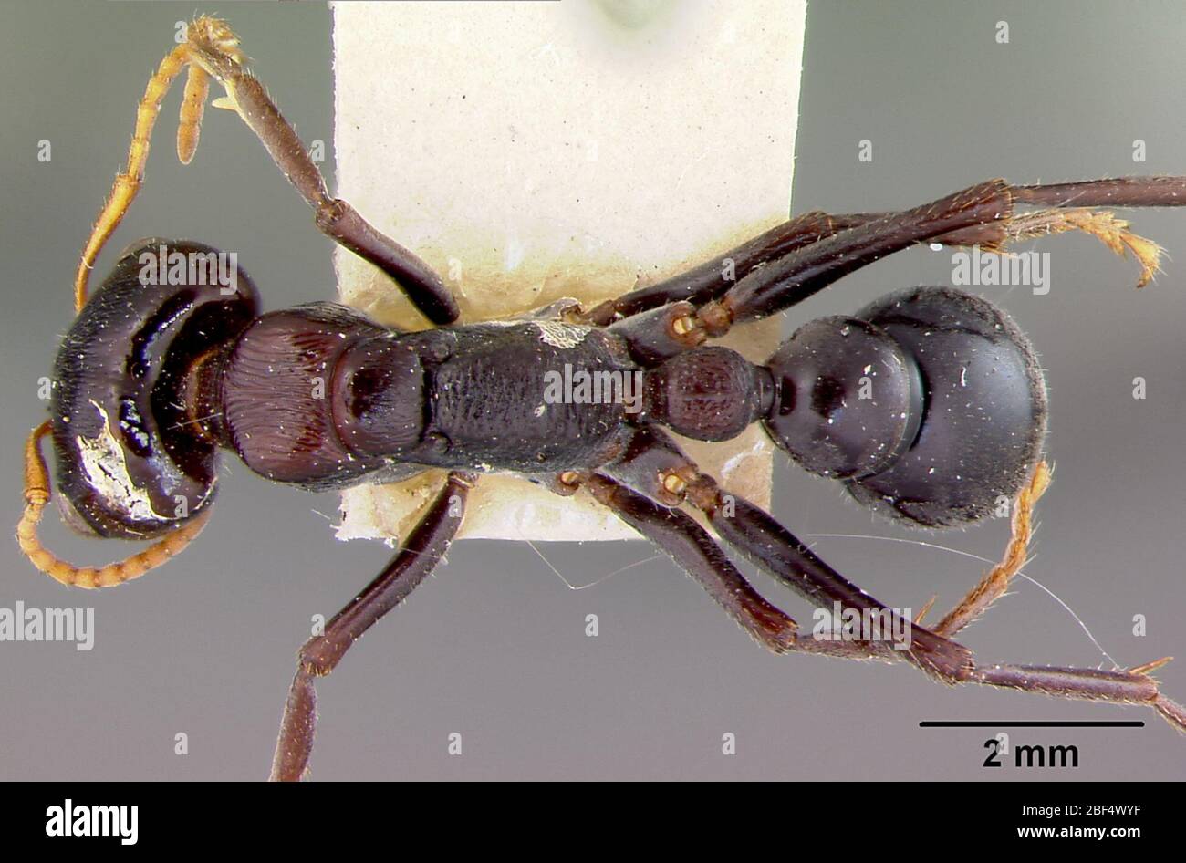 Myrmecia hi-res stock photography and images - Alamy