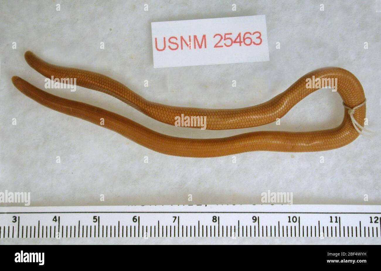 Typhlops rostellatus. 2 Oct 20181 Stock Photo - Alamy
