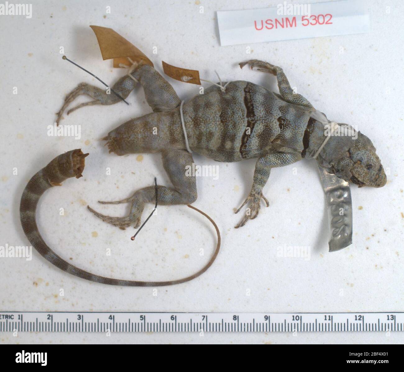 Petrosaurus thalassinus hi-res stock photography and images - Alamy