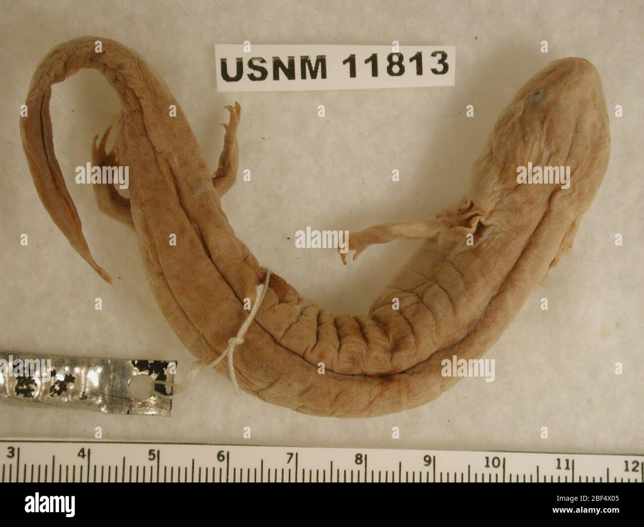 Necturus High Resolution Stock Photography and Images - Alamy