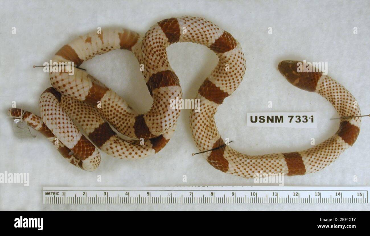 Micrurus nigrocinctus. 6 Aug 20141 Stock Photo - Alamy