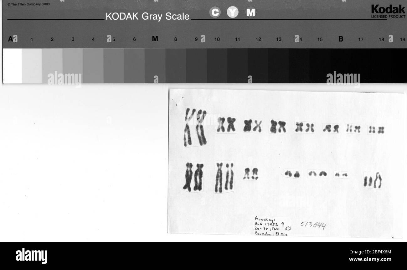 Proechimys semispinosus. 18 Dec 20191 Stock Photo - Alamy