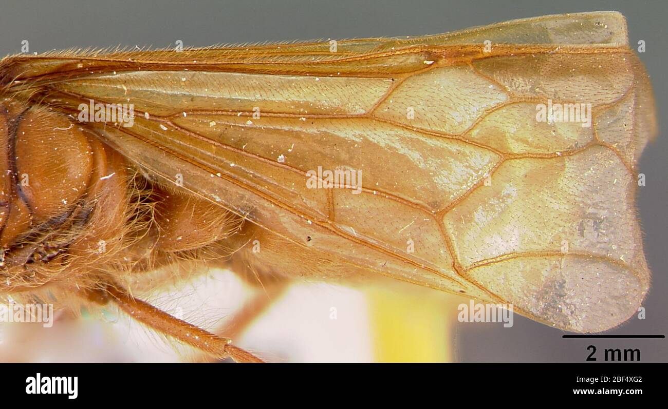 Megalonyx hi-res stock photography and images - Alamy