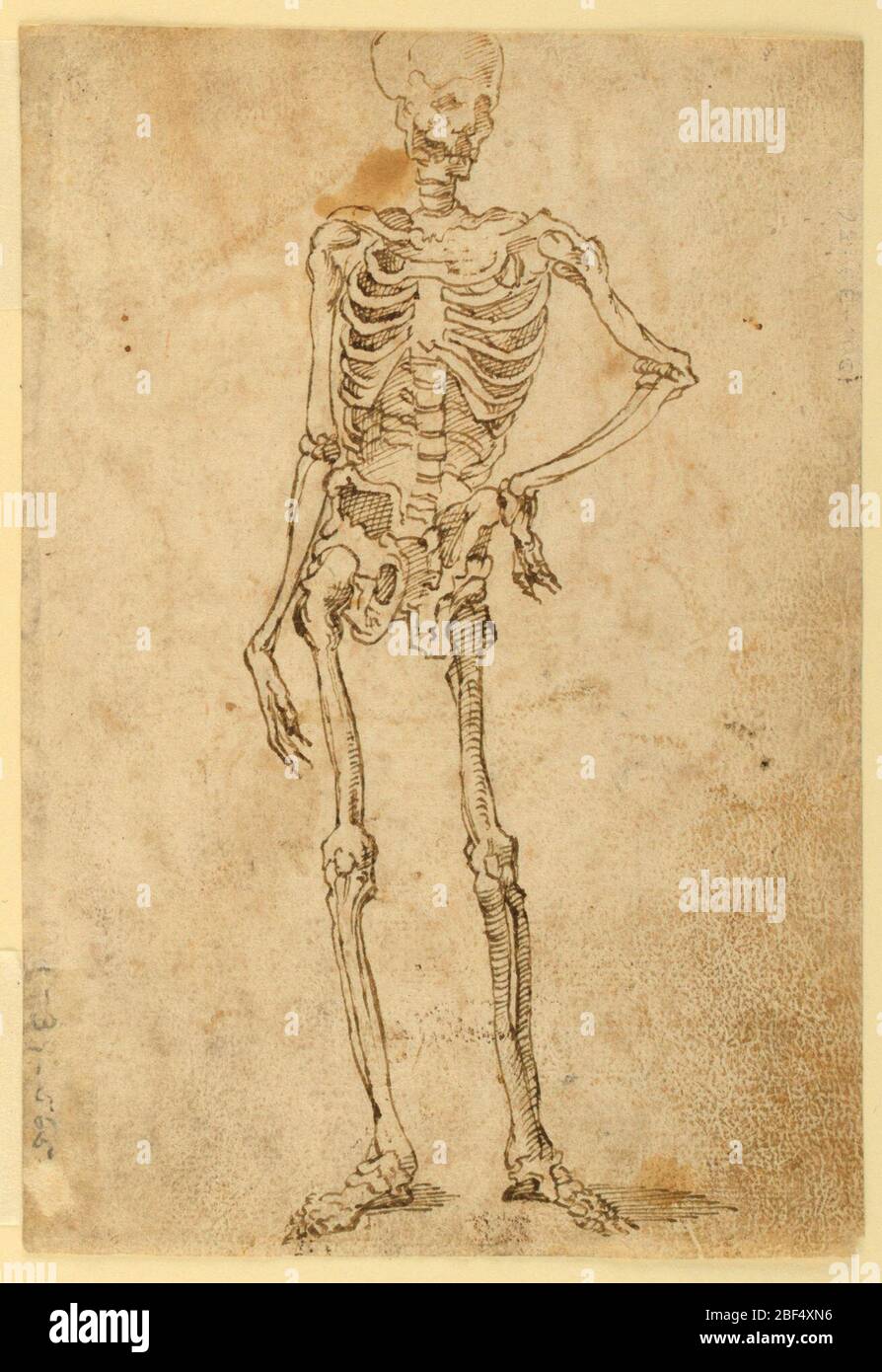 Skeleton. Ideal human skeleton shown standing contrapposto, with the ...