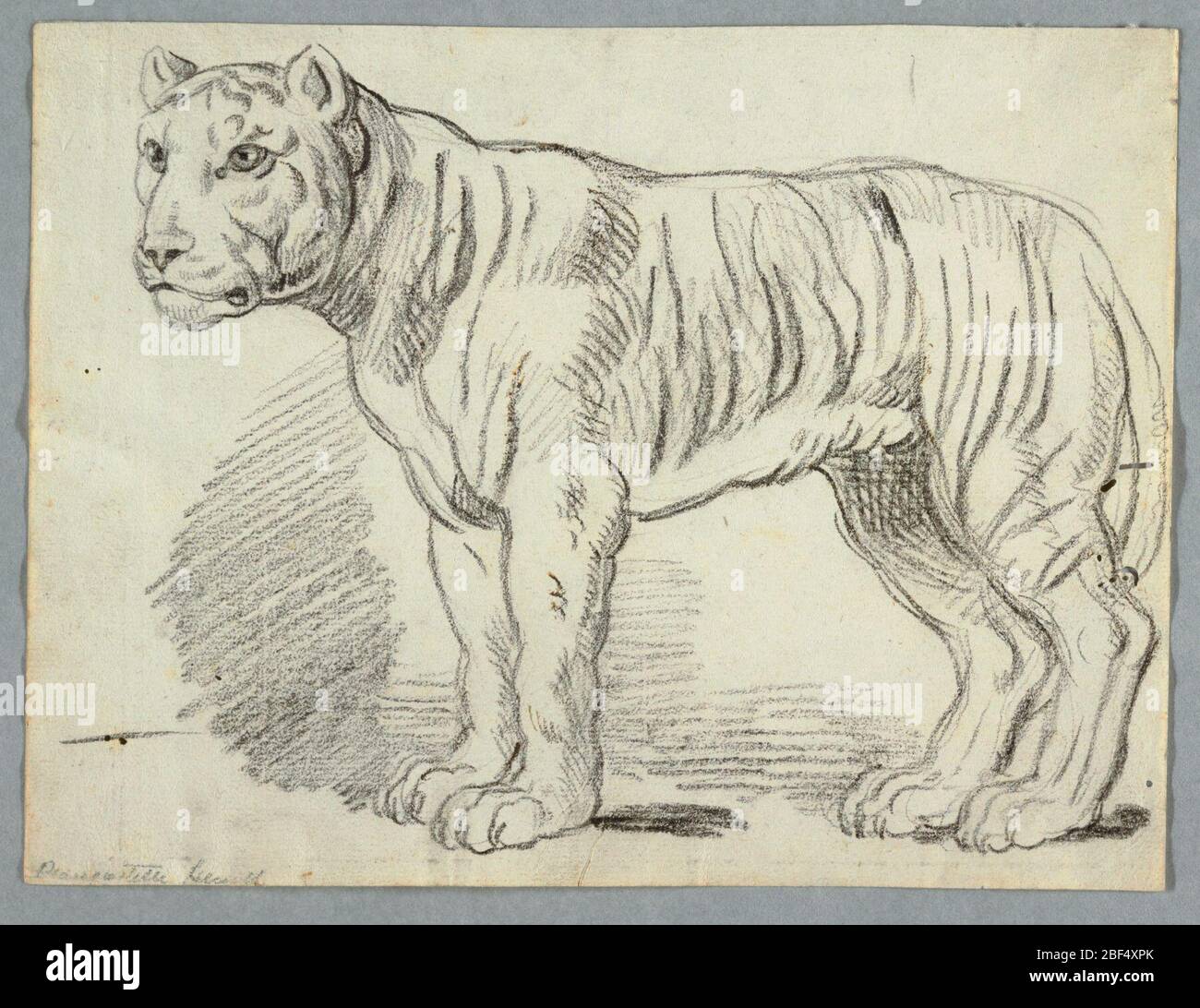 Study of a Tiger. Standing tiger, facing left Stock Photo - Alamy