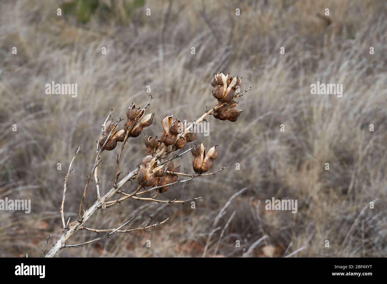 Dry brown Yucca Plant blooms against winter desert landscape. Texas ...