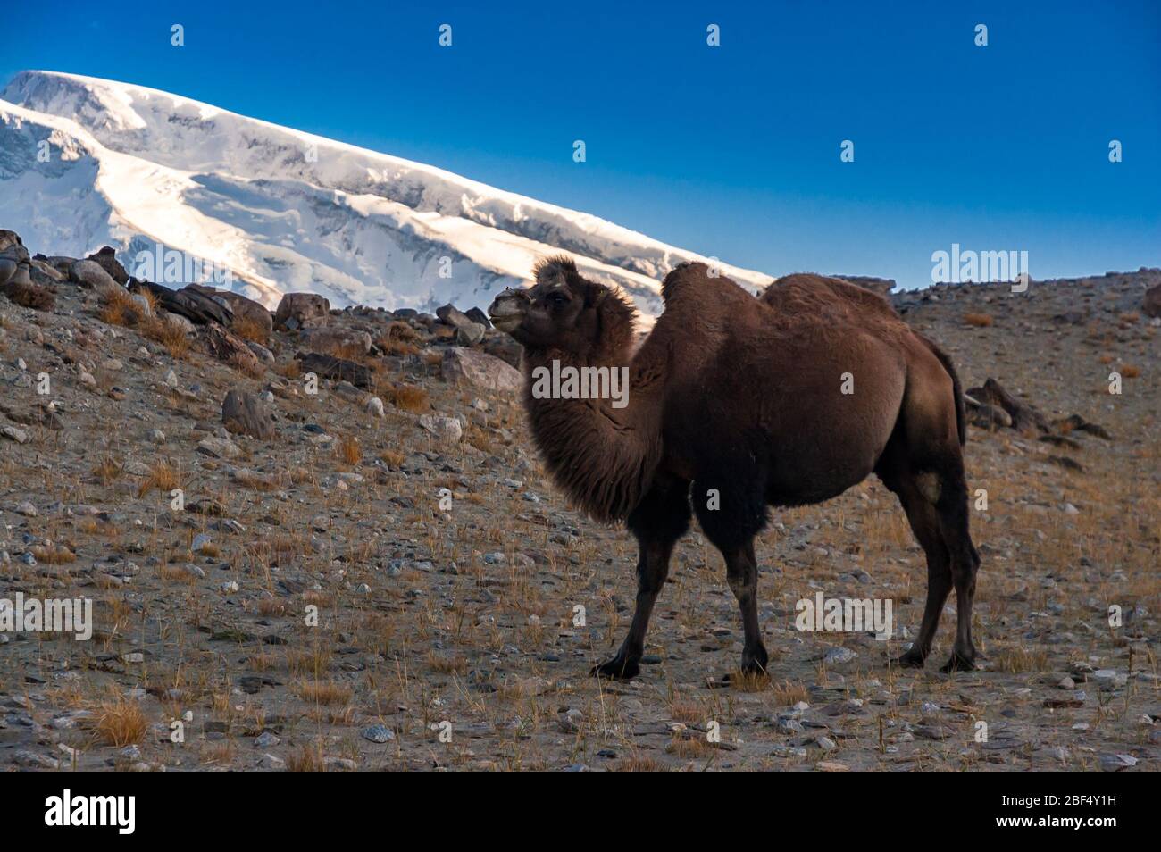 Camel caravan silk road hi-res stock photography and images - Alamy
