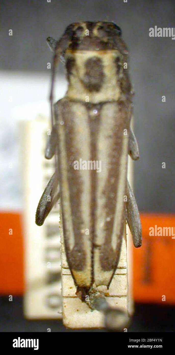 Morphotype hi-res stock photography and images - Alamy