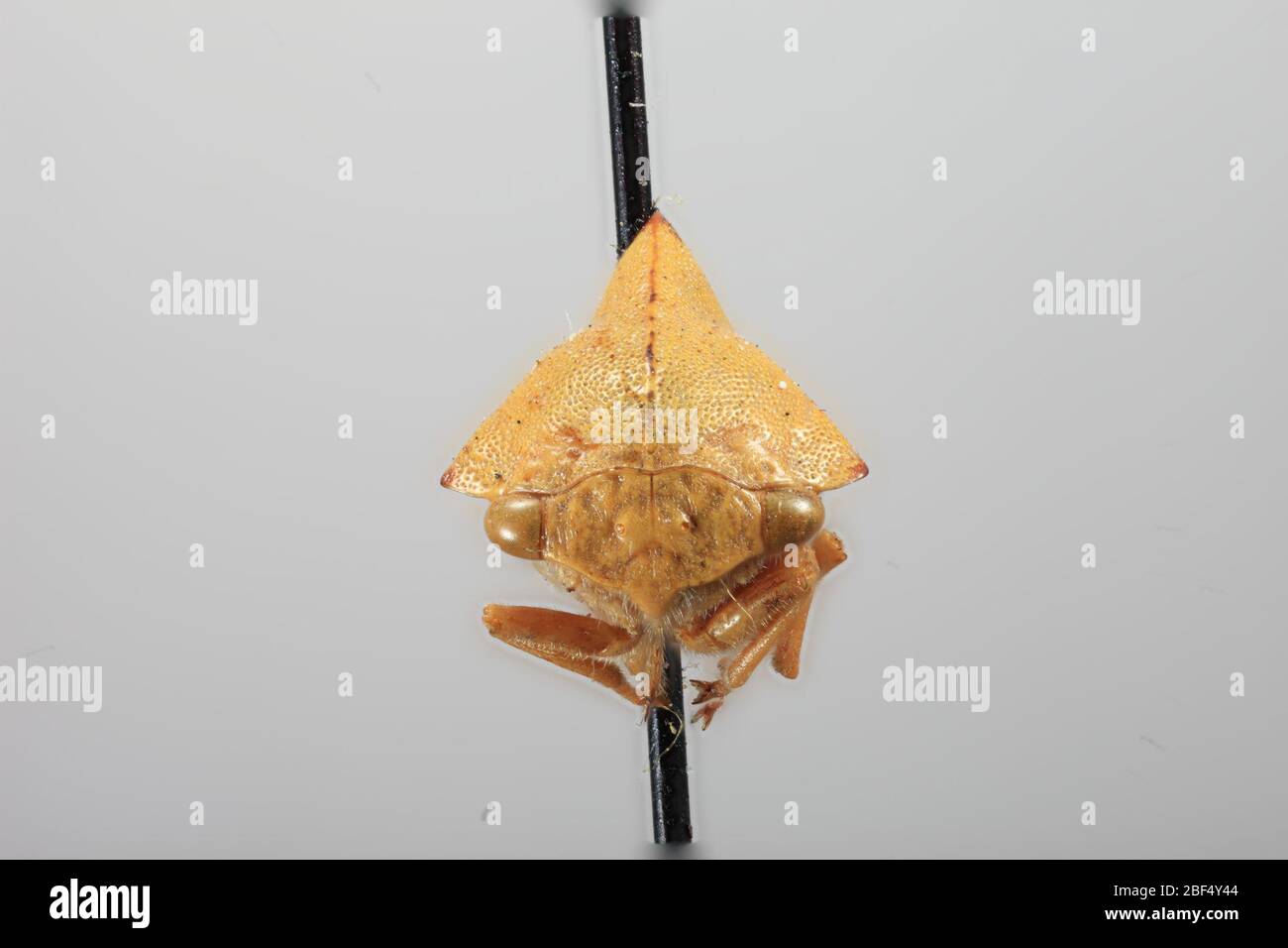 Viridia hi-res stock photography and images - Alamy