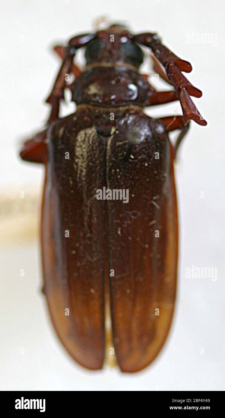 Prionus longhorn beetles hi-res stock photography and images - Alamy