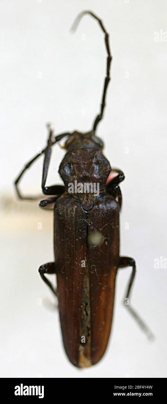 Criocephalus hi-res stock photography and images - Alamy