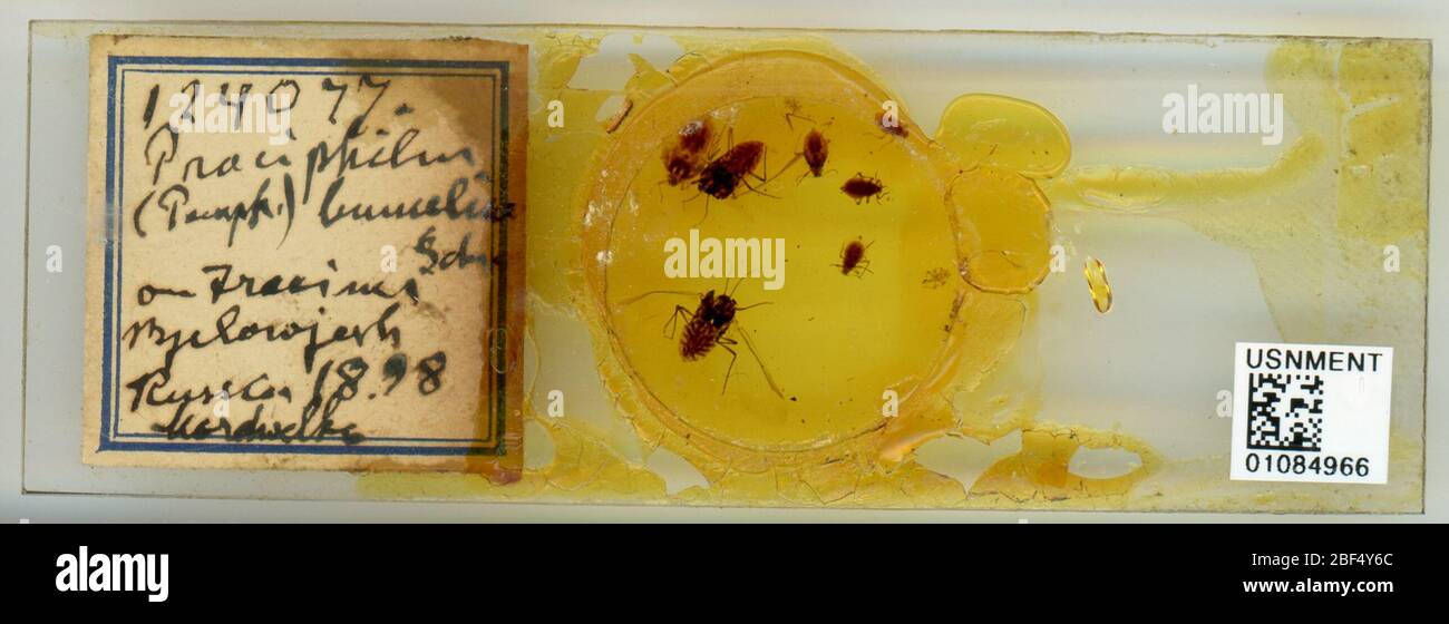 Prociphilus hi-res stock photography and images - Alamy