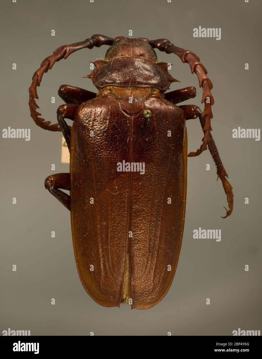 Prionus californicus hi-res stock photography and images - Alamy