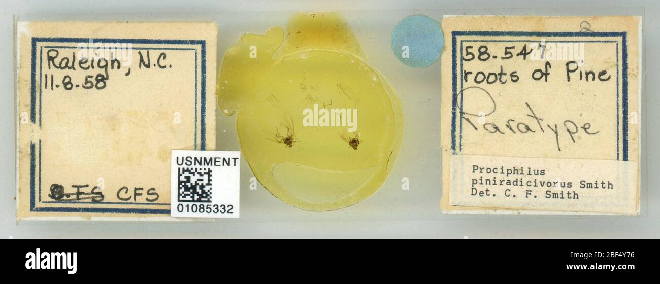 Prociphilus hi-res stock photography and images - Alamy