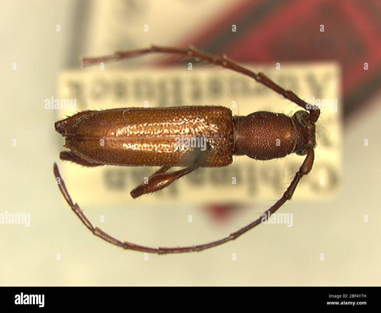 Reclusa hi-res stock photography and images - Alamy