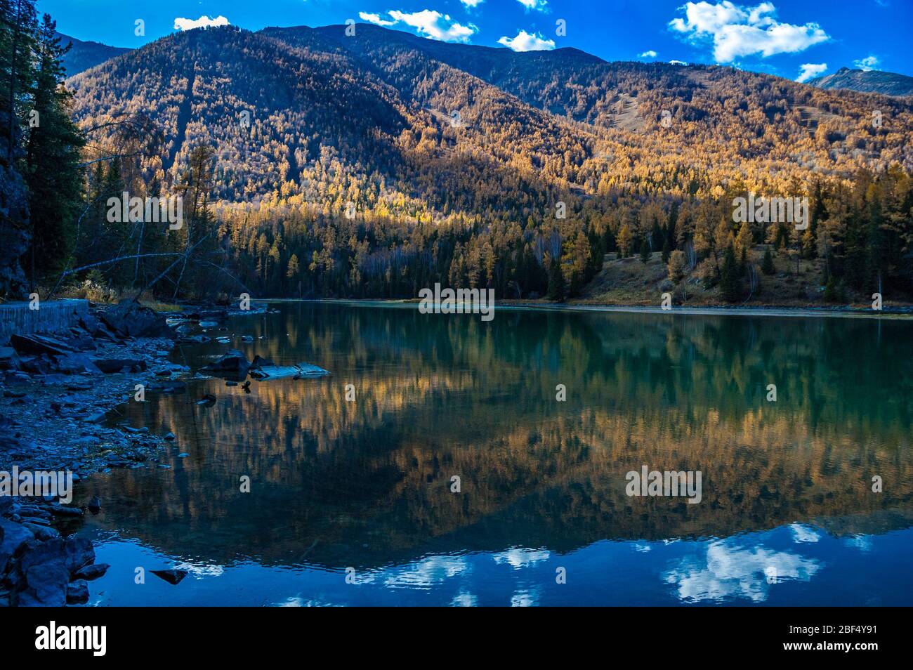 Kanas Lake surrounded by conifer forests and the mountains above ...