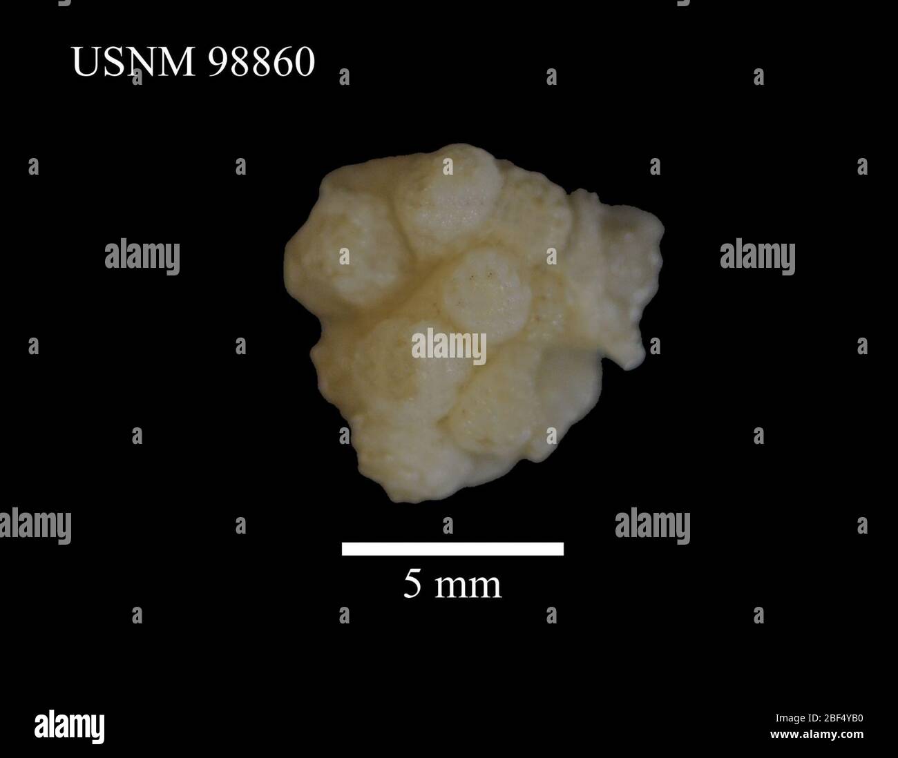 Alcyonium species hi-res stock photography and images - Alamy