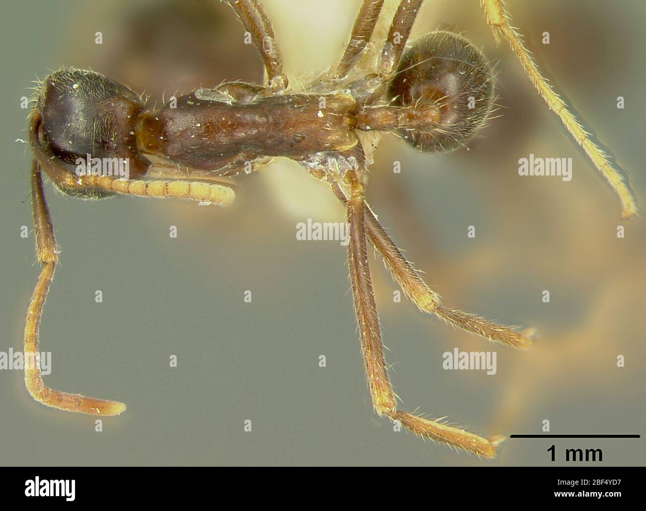 Labidus praedator hi-res stock photography and images - Alamy