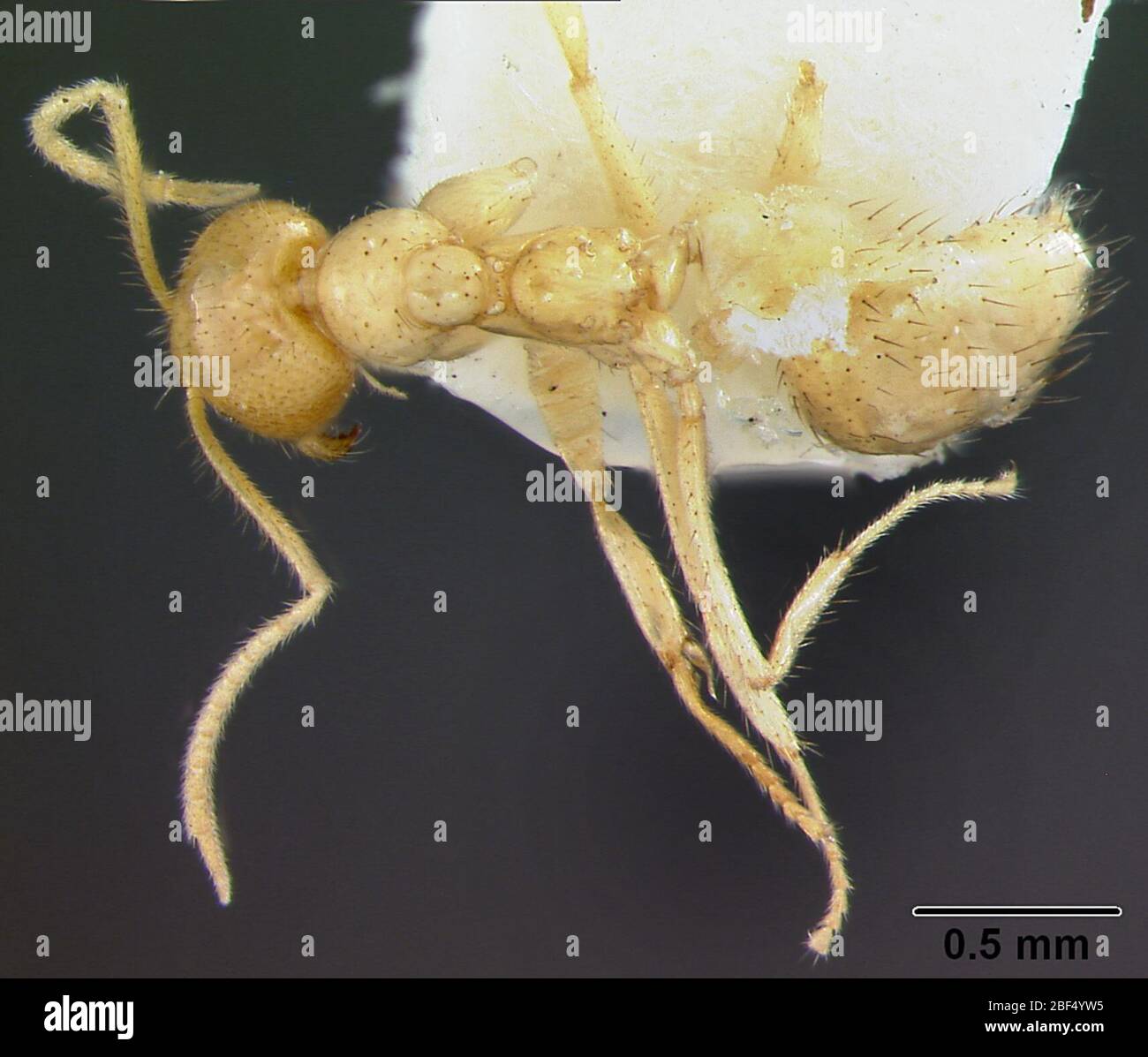 Microps hi-res stock photography and images - Alamy