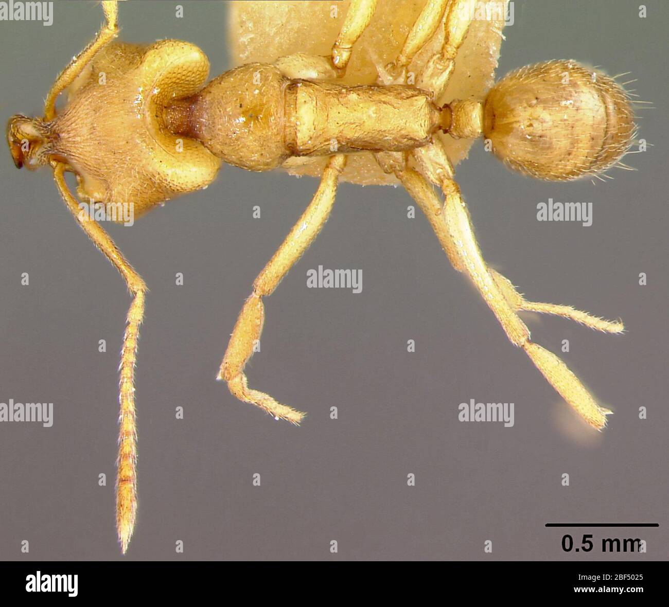 Anochetus hi-res stock photography and images - Alamy