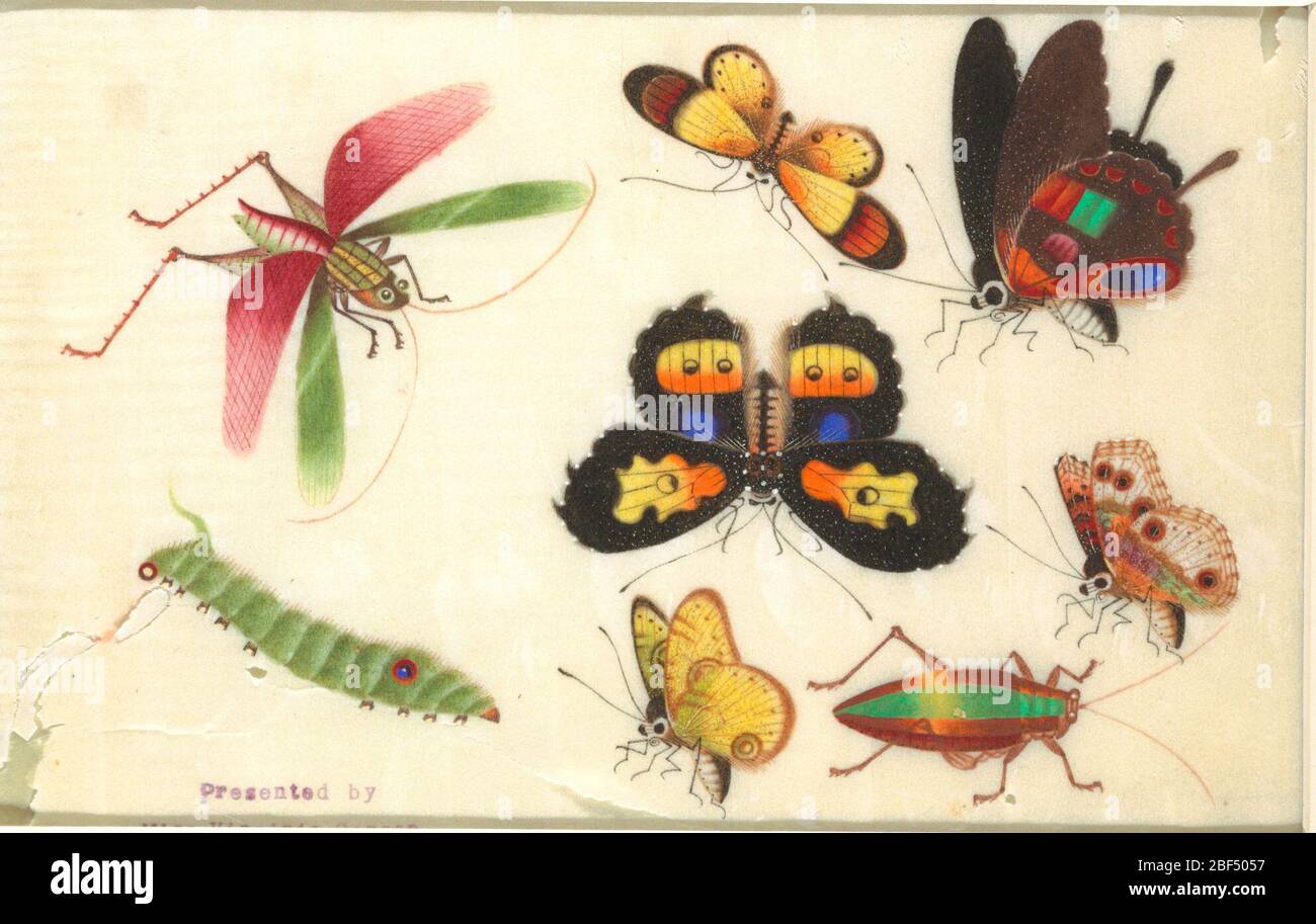 Insects. Detailed representation of five butterflies, a flying ...
