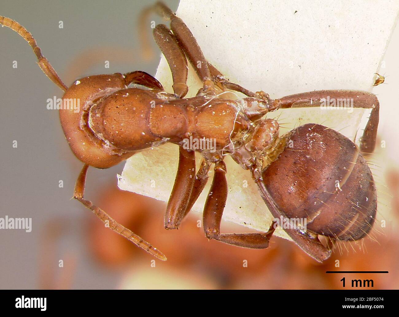 Polyergus breviceps hi-res stock photography and images - Alamy