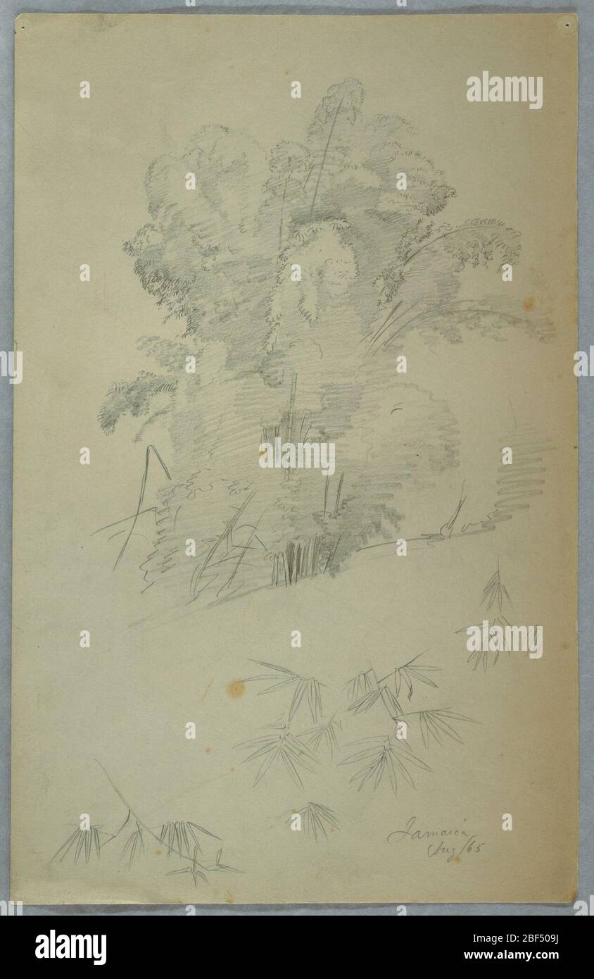 Studies of Trees and Boughs Jamaica. Vertical view of a group of large ...