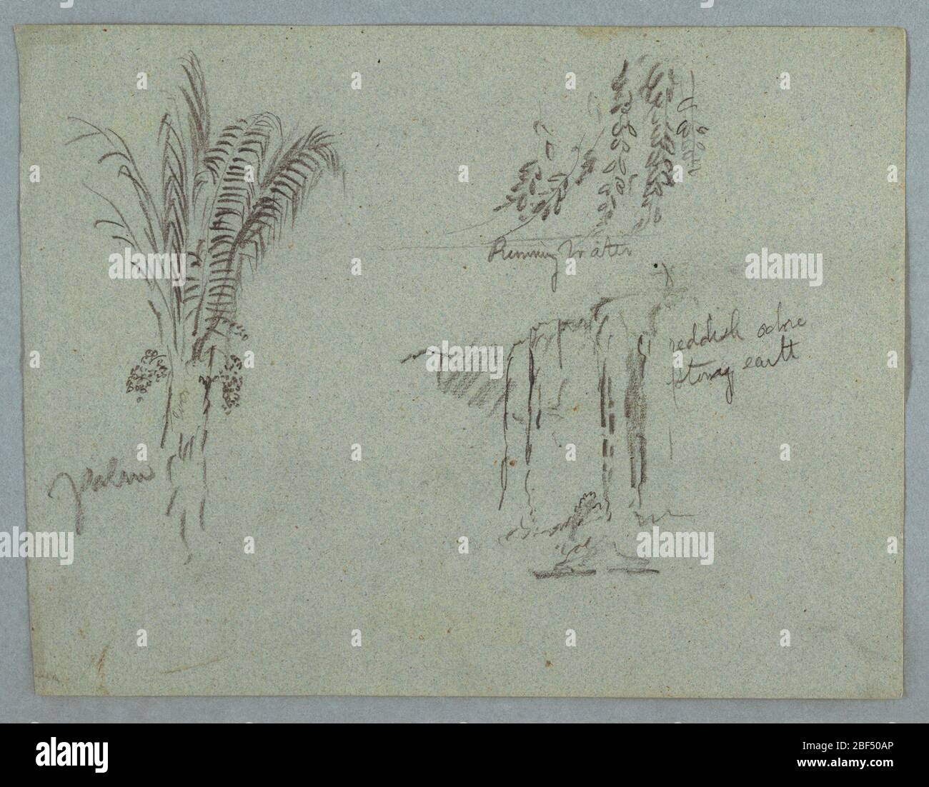 Plant Studies from the Rio Magdalena Colombia. Horizontal view of a ...