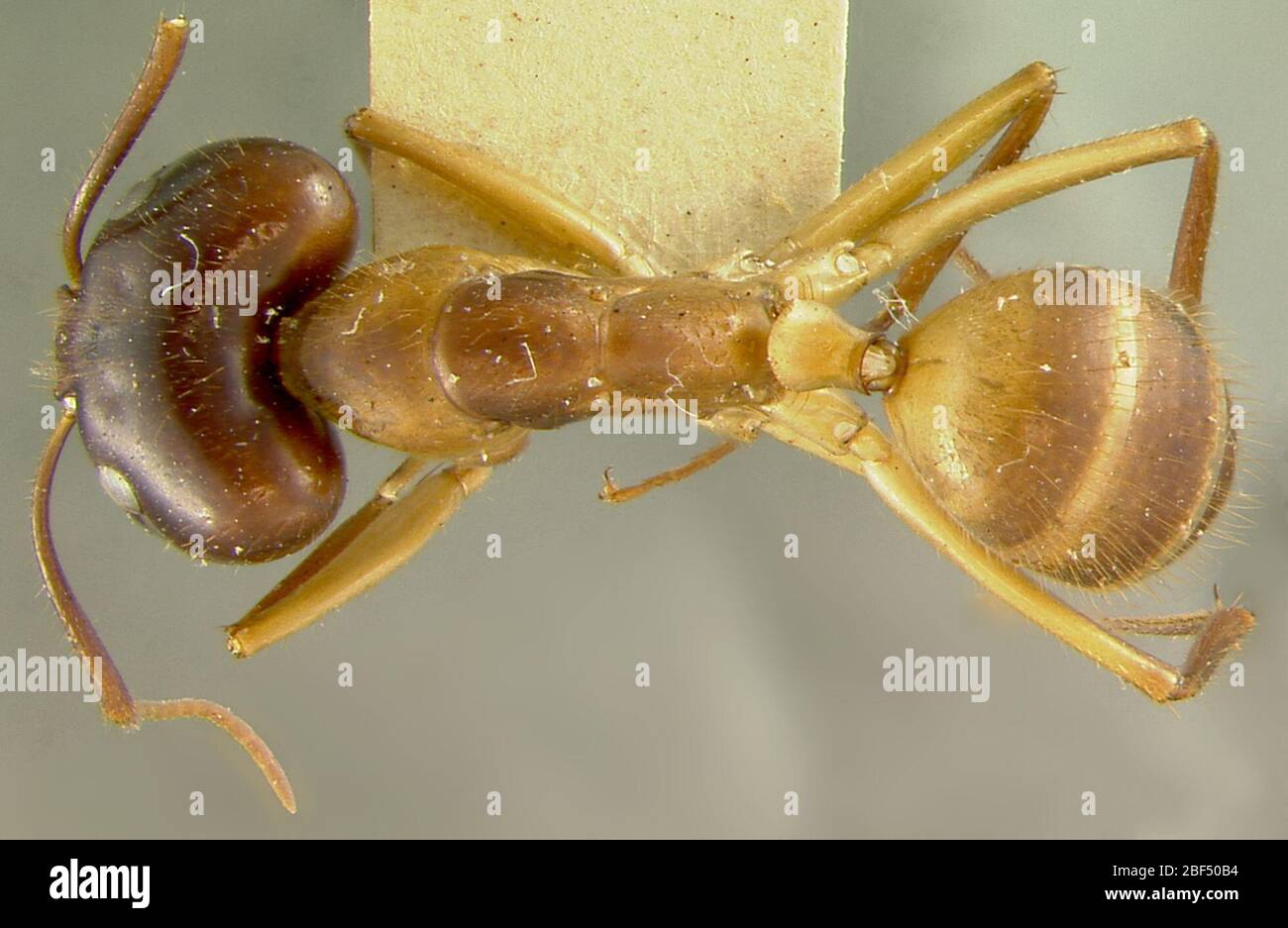 Camponotus Colobopsis maculatus haytianus. 28 Dec 20161 Stock Photo - Alamy