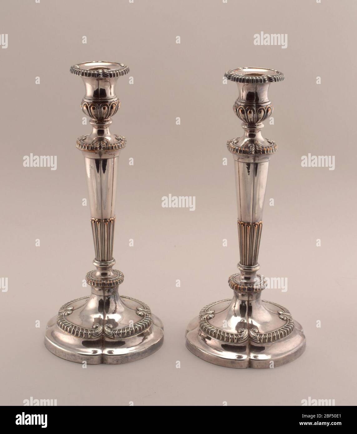 Four lobed foot hi-res stock photography and images - Alamy