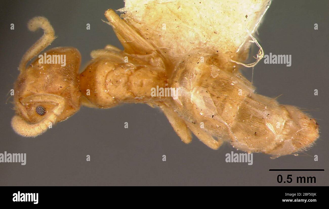 Myops hi-res stock photography and images - Alamy