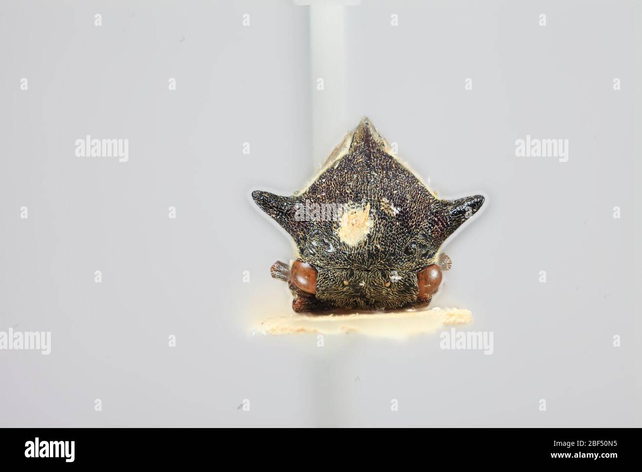 Sipylus rotundatus. 12 Apr 20171 Stock Photo - Alamy
